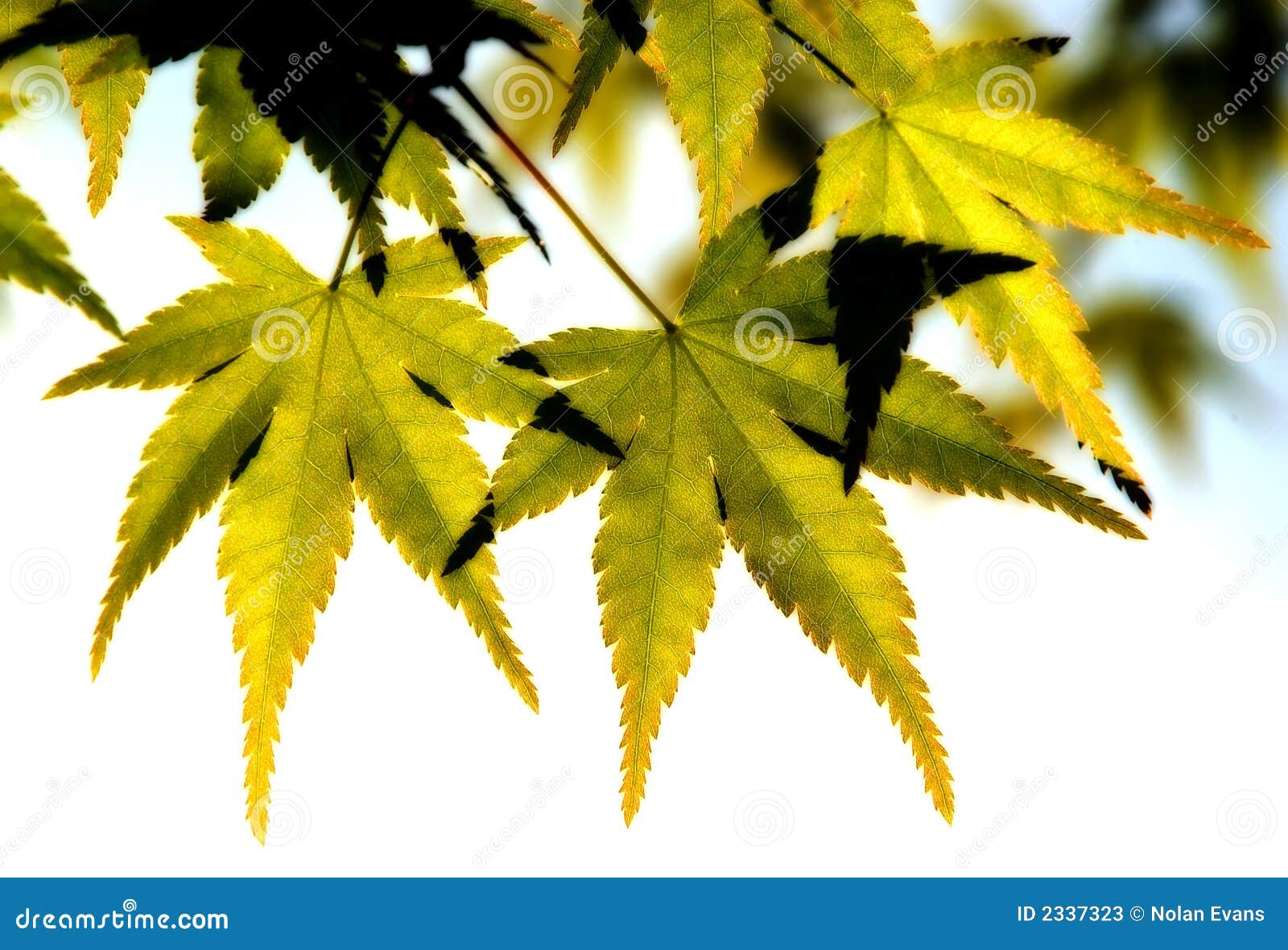 Pointed Leaves Stock Photos - Image: 2337323