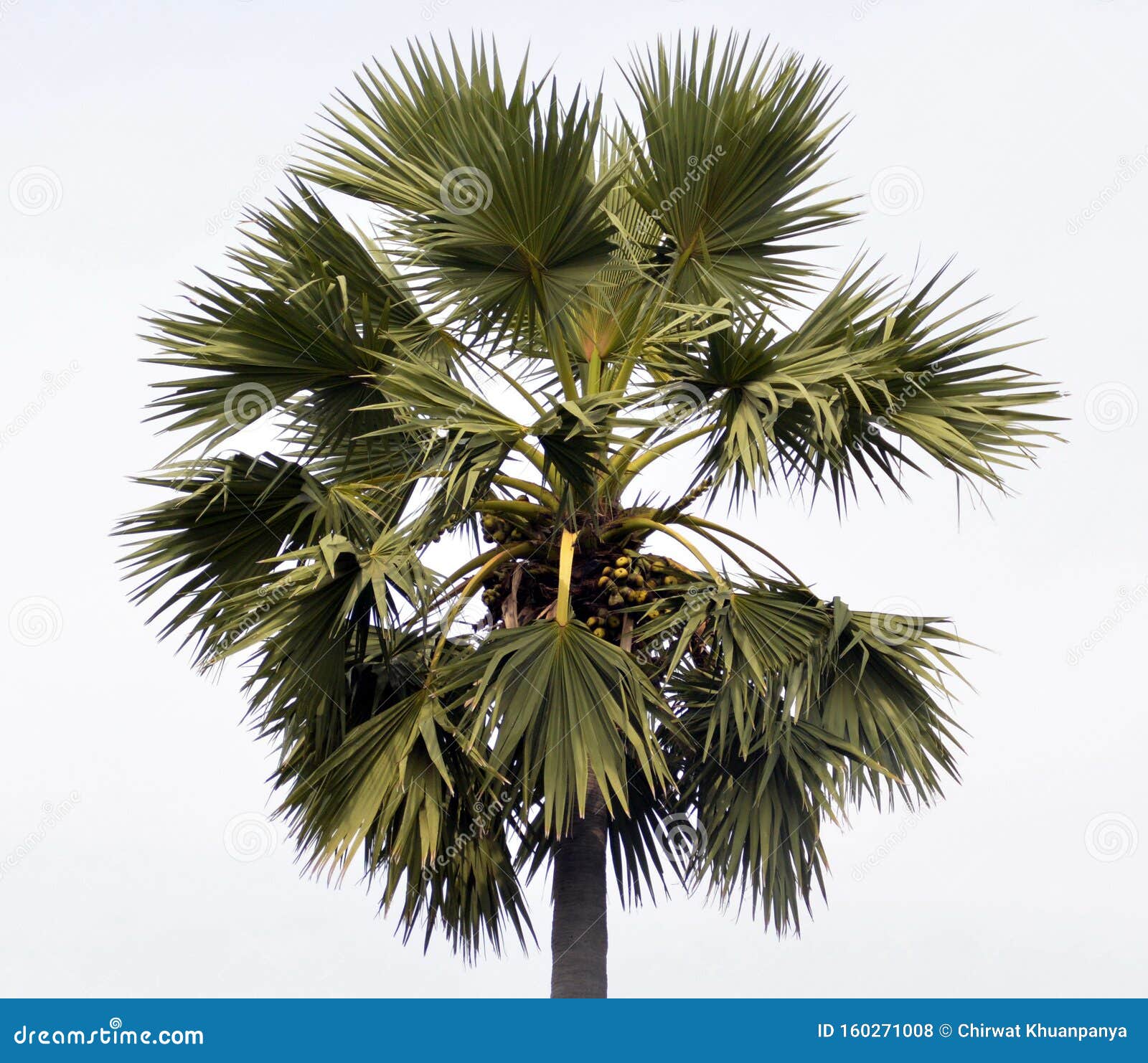 The Pointed Palm Tree Leaves To Look Around, Strong, Sharp and ...