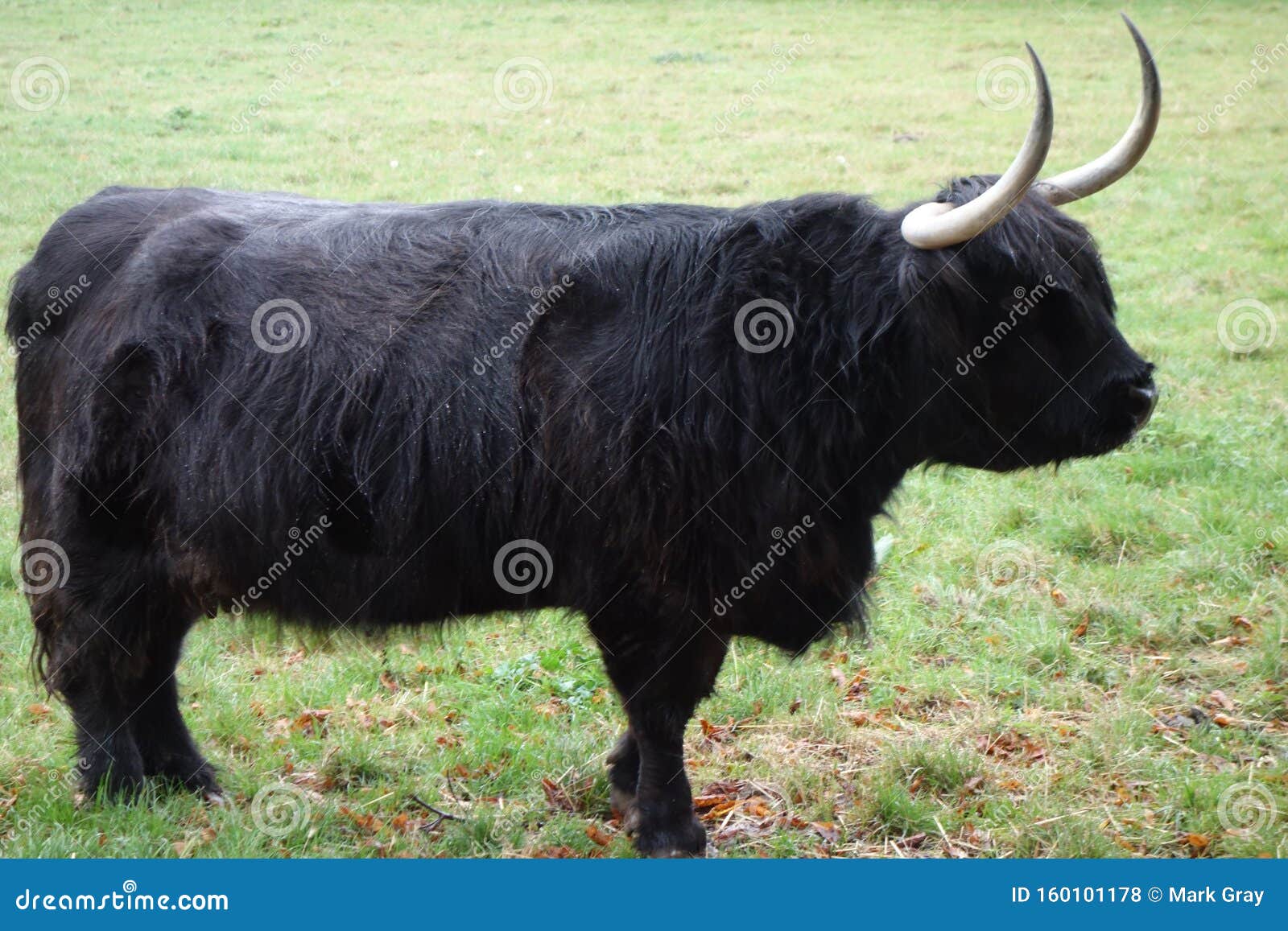 Pointed Sharp Horns stock photo. Image of black, grass - 160101178