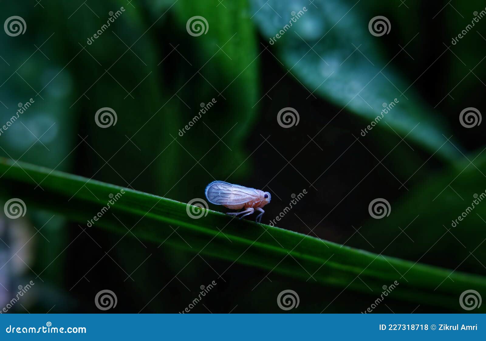 A Pointed White Flea stock photo. Image of flea, animal - 227318718