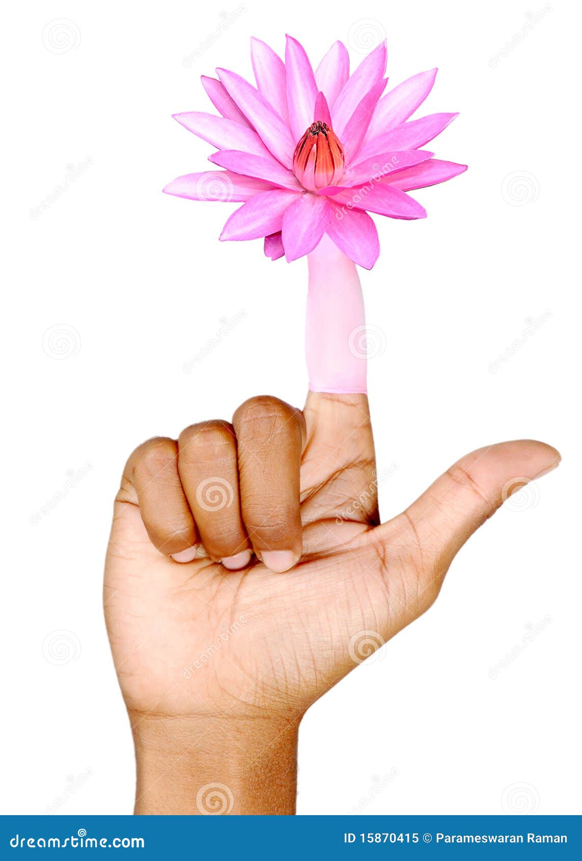 Pointer stock image. Image of beauty, lotus, flowers - 15870415