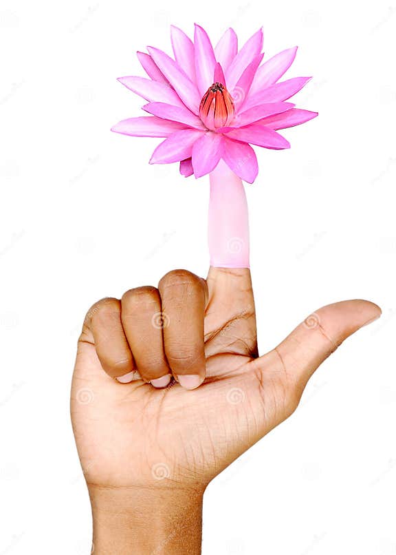Pointer stock image. Image of beauty, lotus, flowers - 15870415