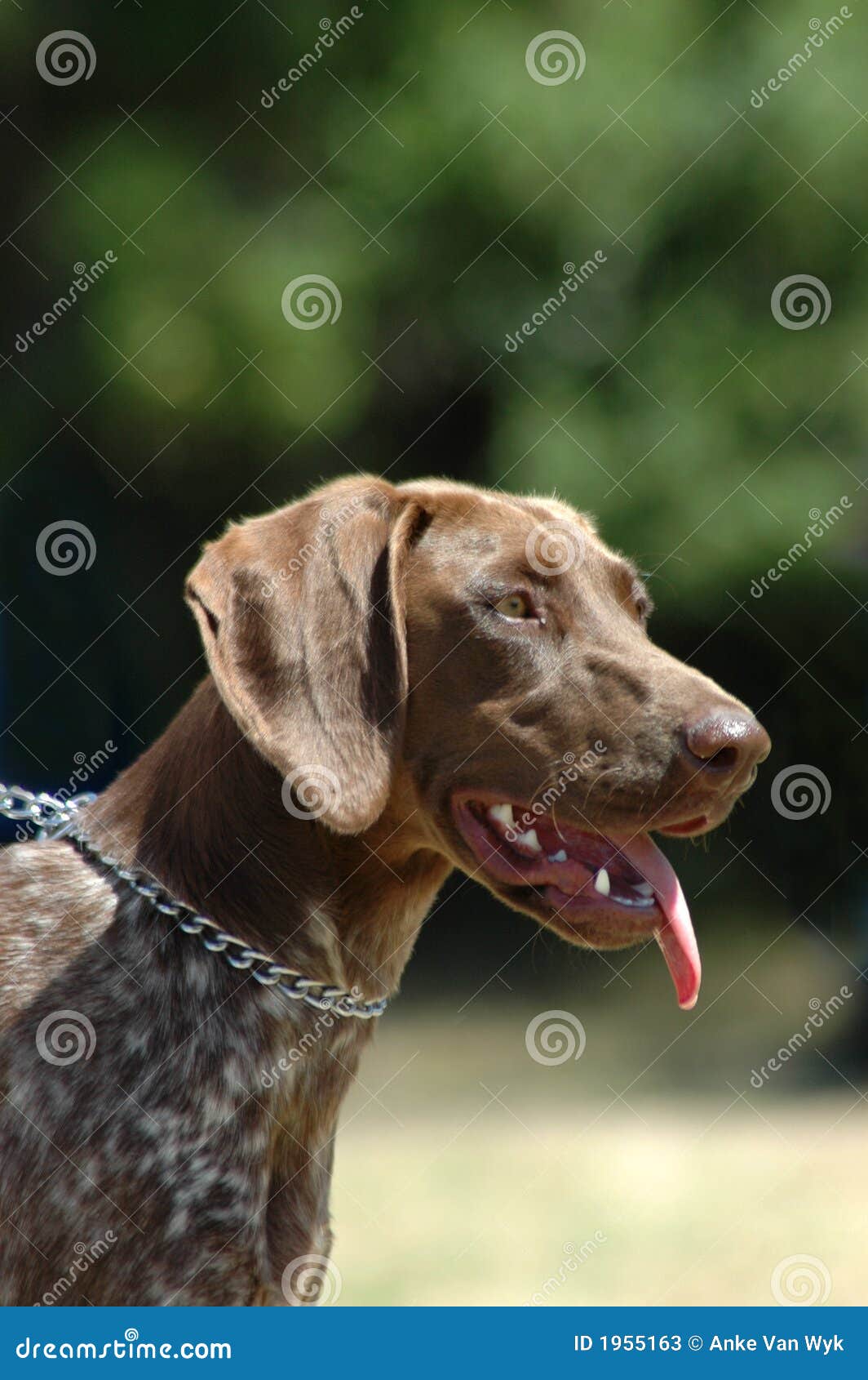 Pointer stock image. Image of hair, hunting, mammal, deutscher - 1955163