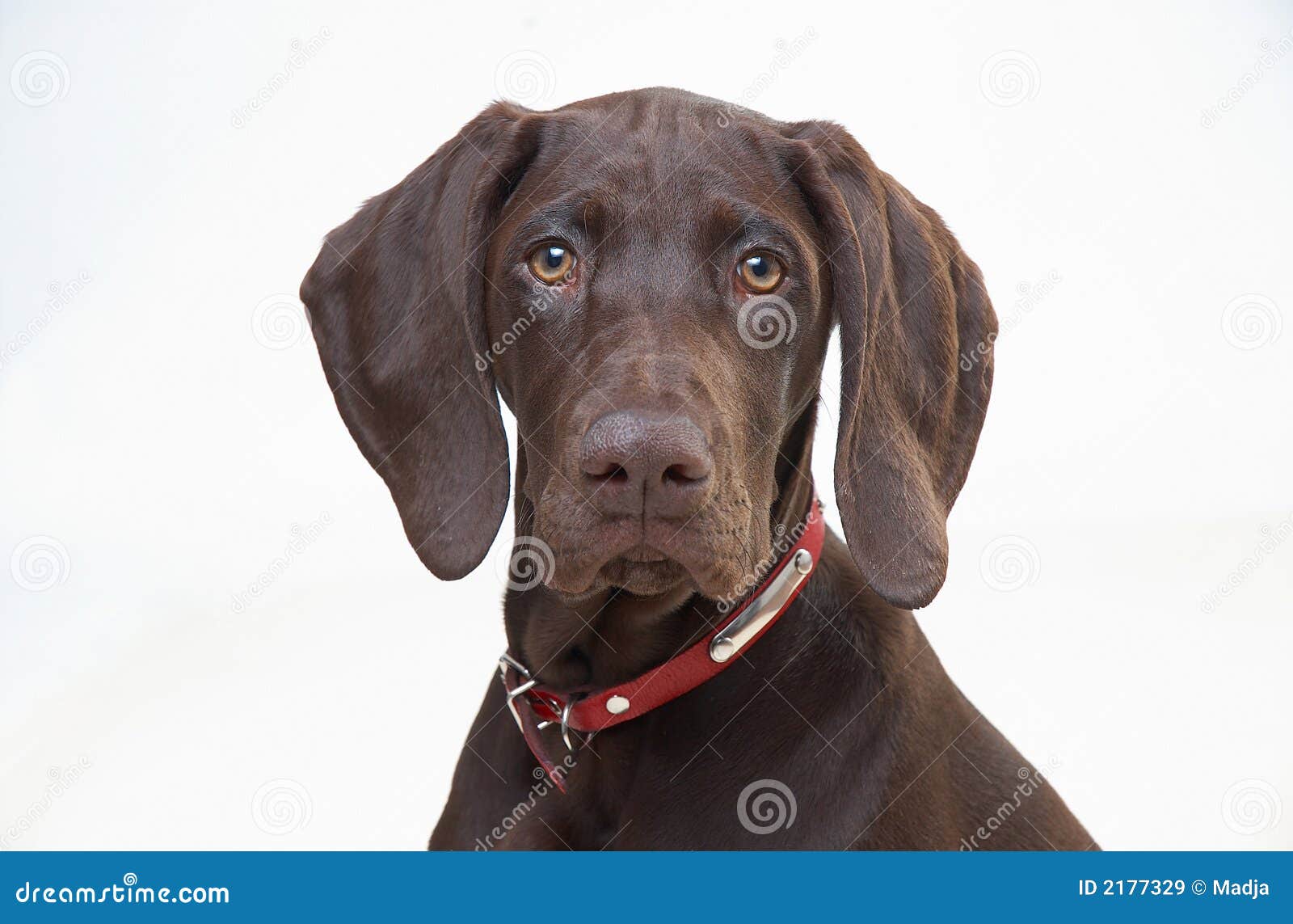 Pointer stock image. Image of emotion, friendly, isolated - 2177329