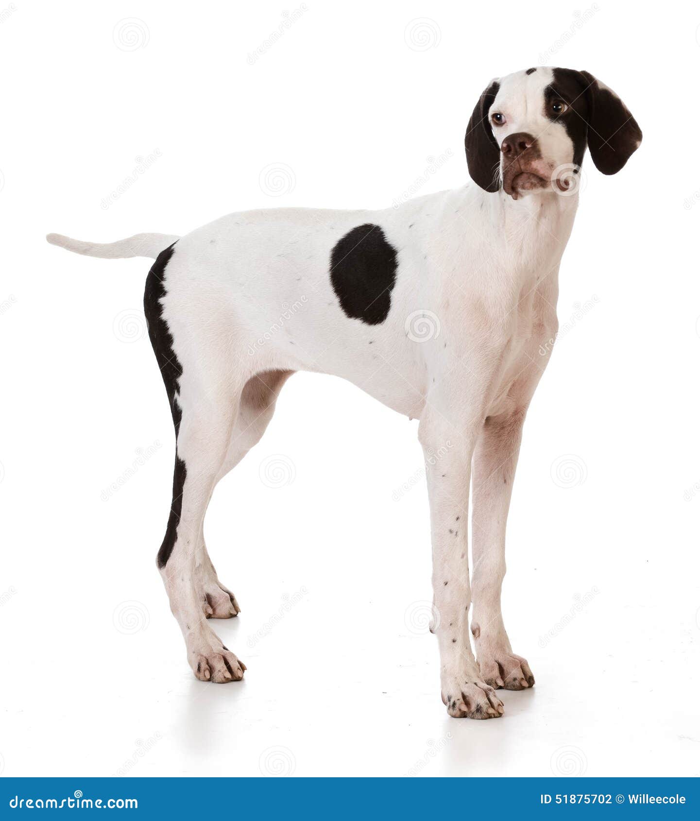 Pointer photo stock. Image du crabot, rester, canin, émotion - 51875702
