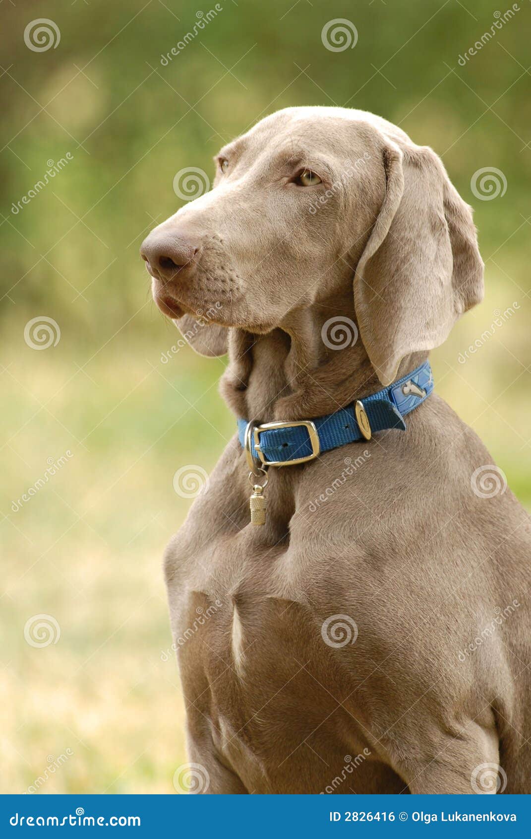 Pointer dog stock photo. Image of nature, hunts, german - 2826416