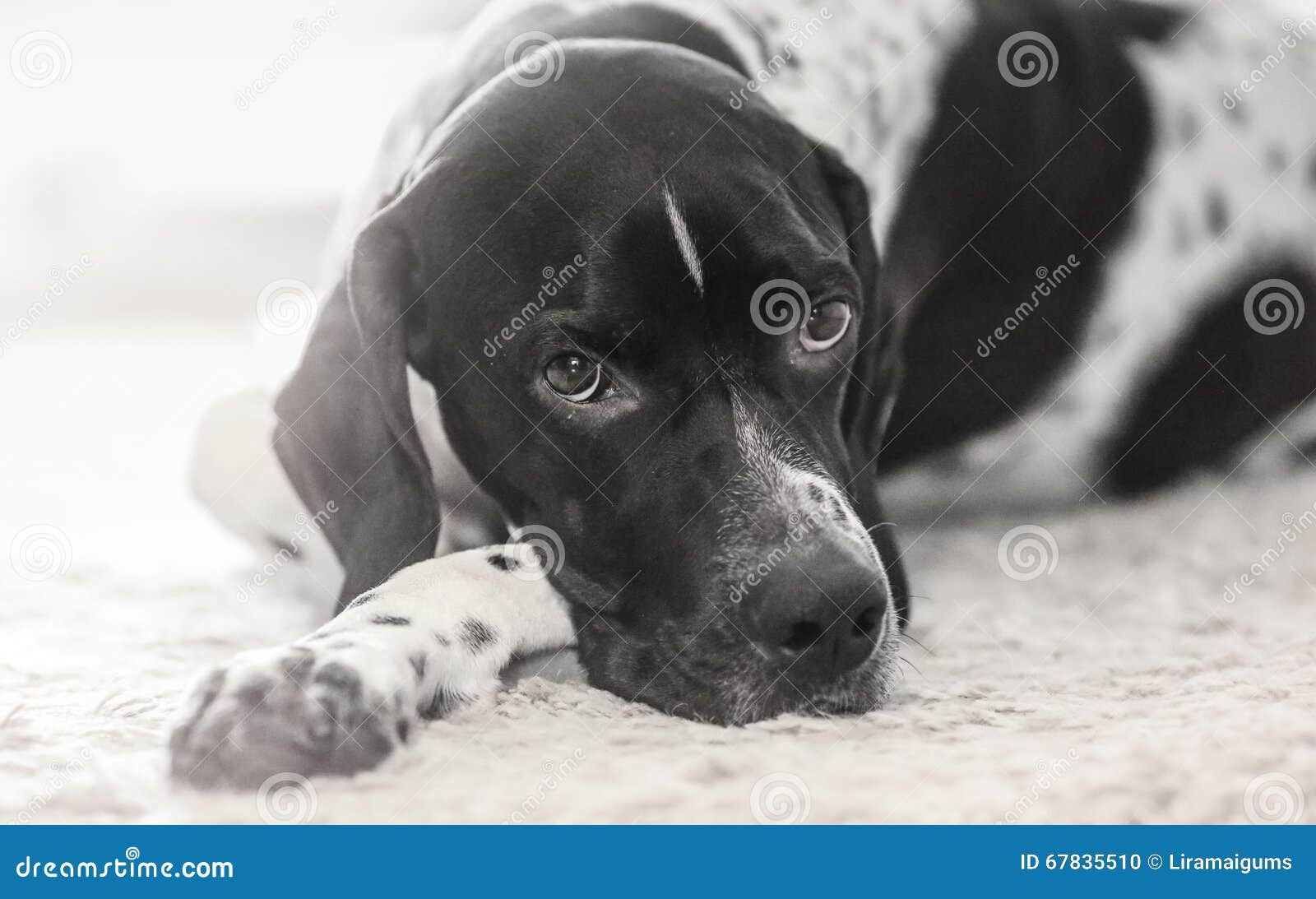 Pointer dog B&W stock photo. Image of carpet, dogs - 67835510