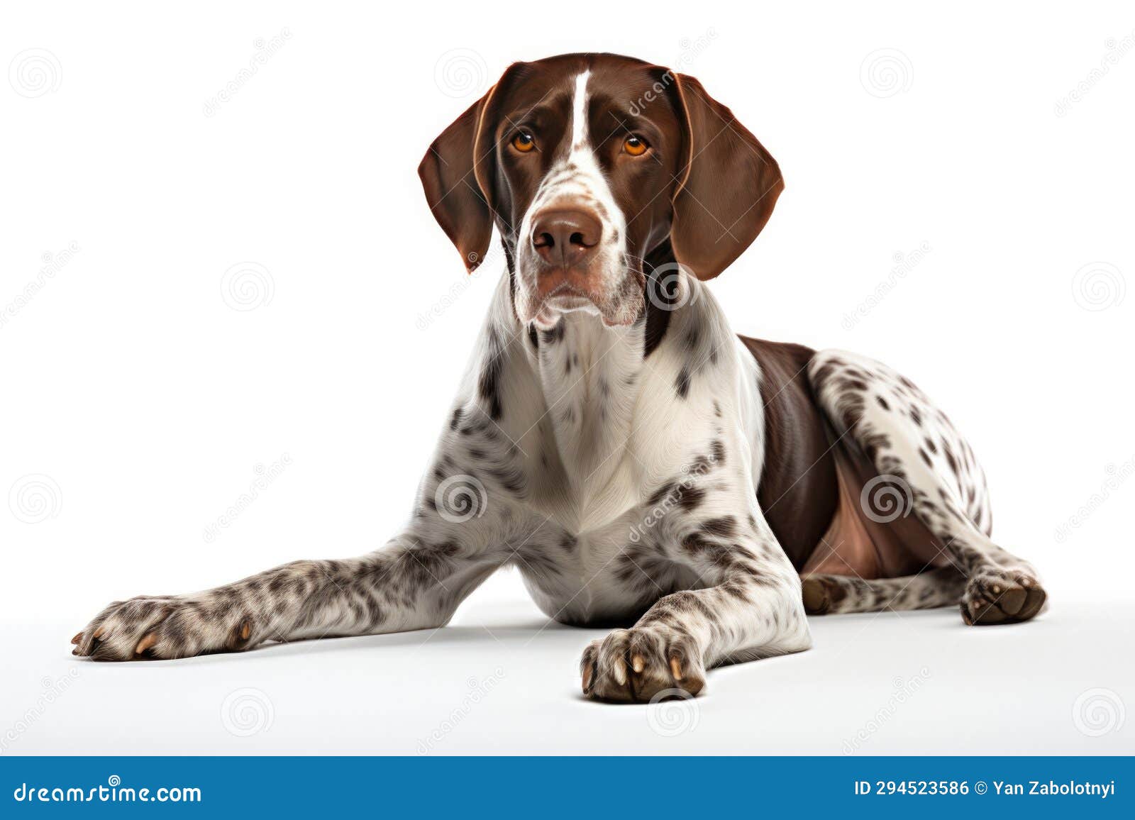 Pointer Dog Sitting on a White Background Stock Illustration ...