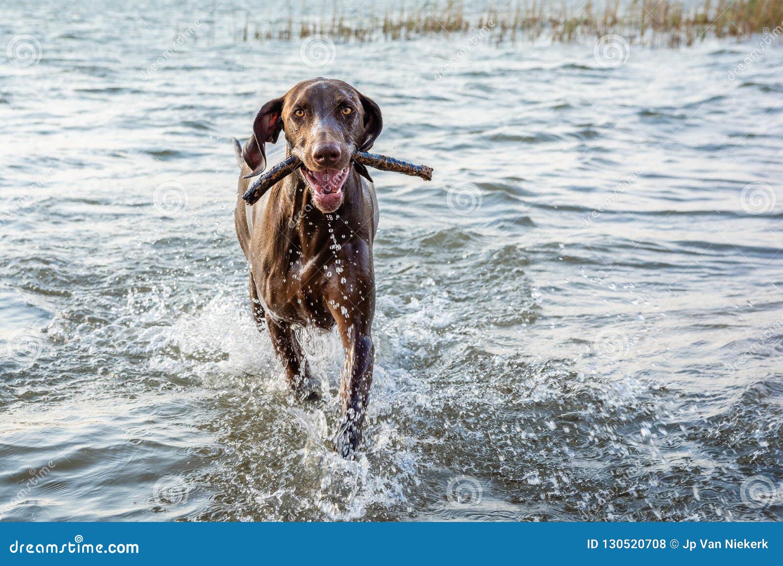 Pointer Dog Splashing Water Playing Fetch Stock Photo - Image of africa ...