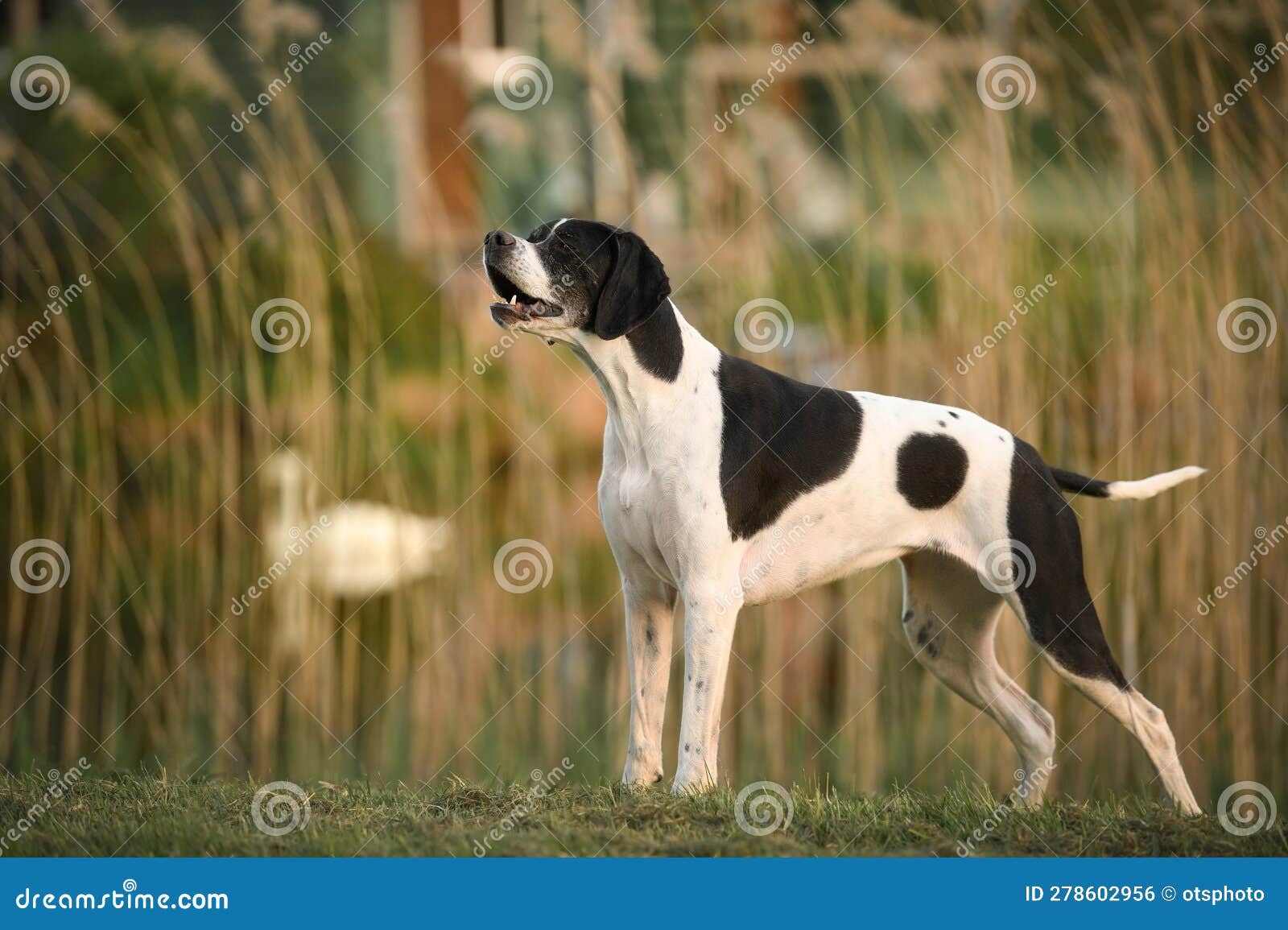 Black and White Pointer Dog Posing Outdoors in Summer Stock Photo ...
