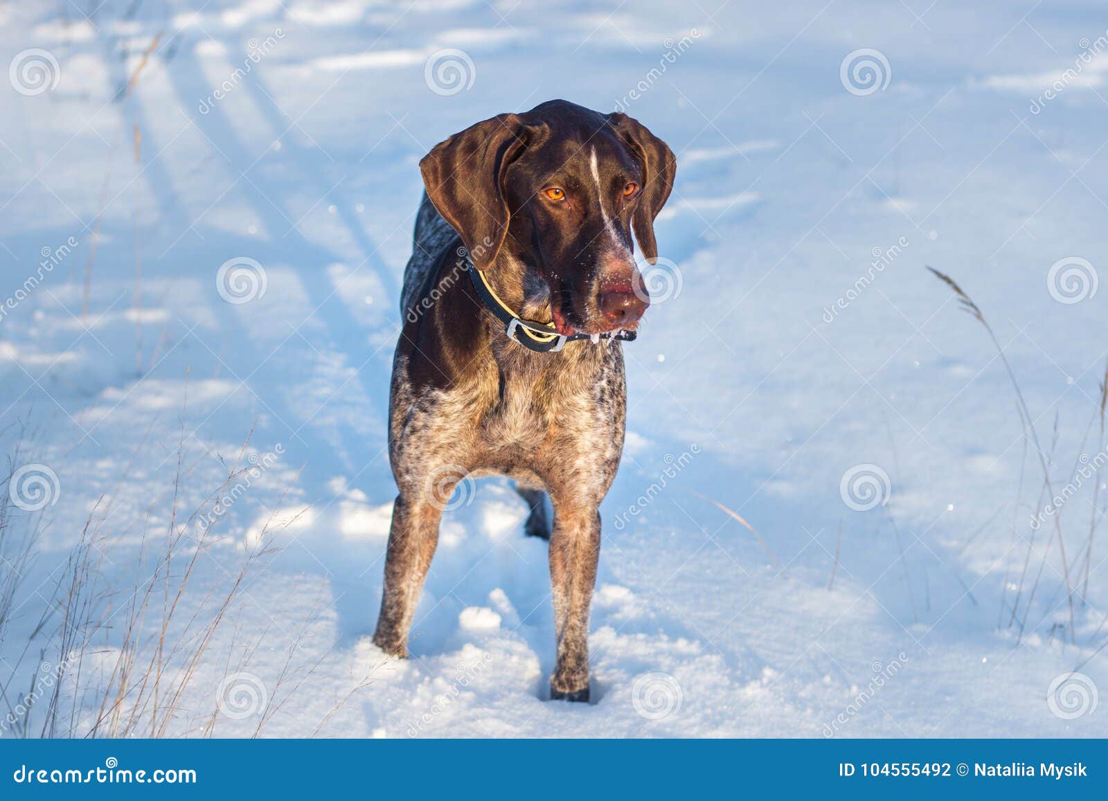 Pointer Dog Standing in the Snow. Stock Photo - Image of standing ...