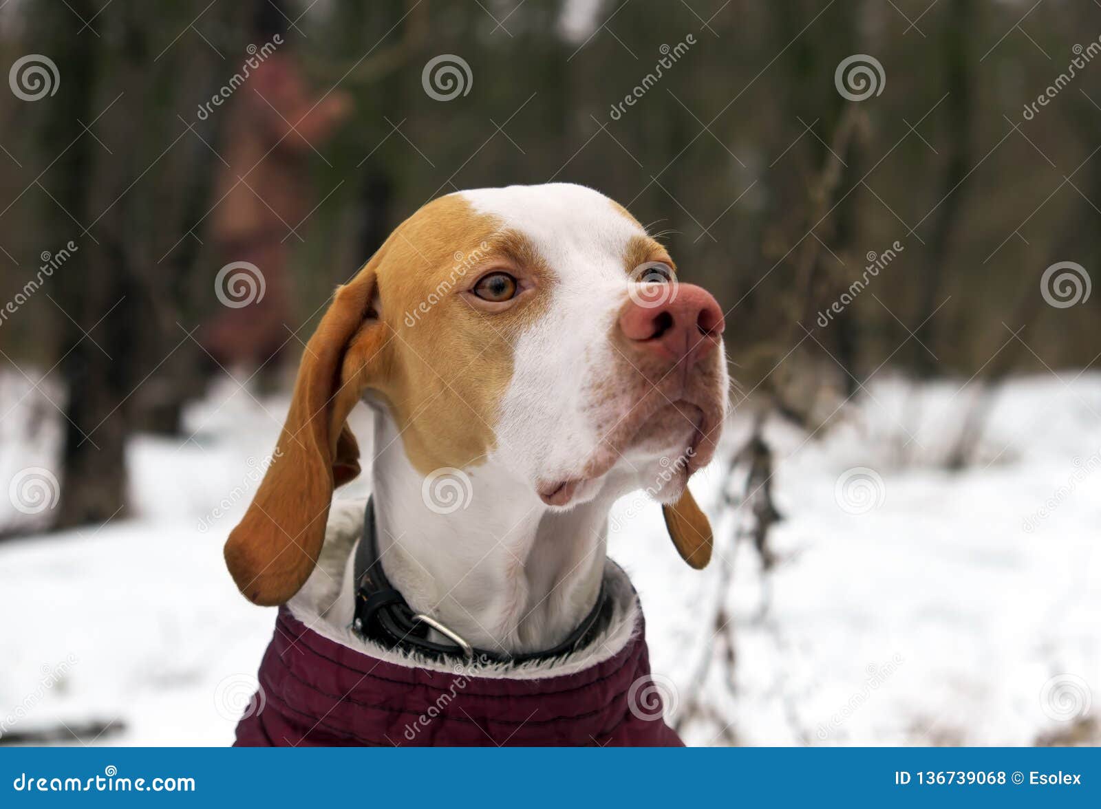 Pointer Dog in Winter Hunting. Cold Weather, Snow Stock Photo - Image ...