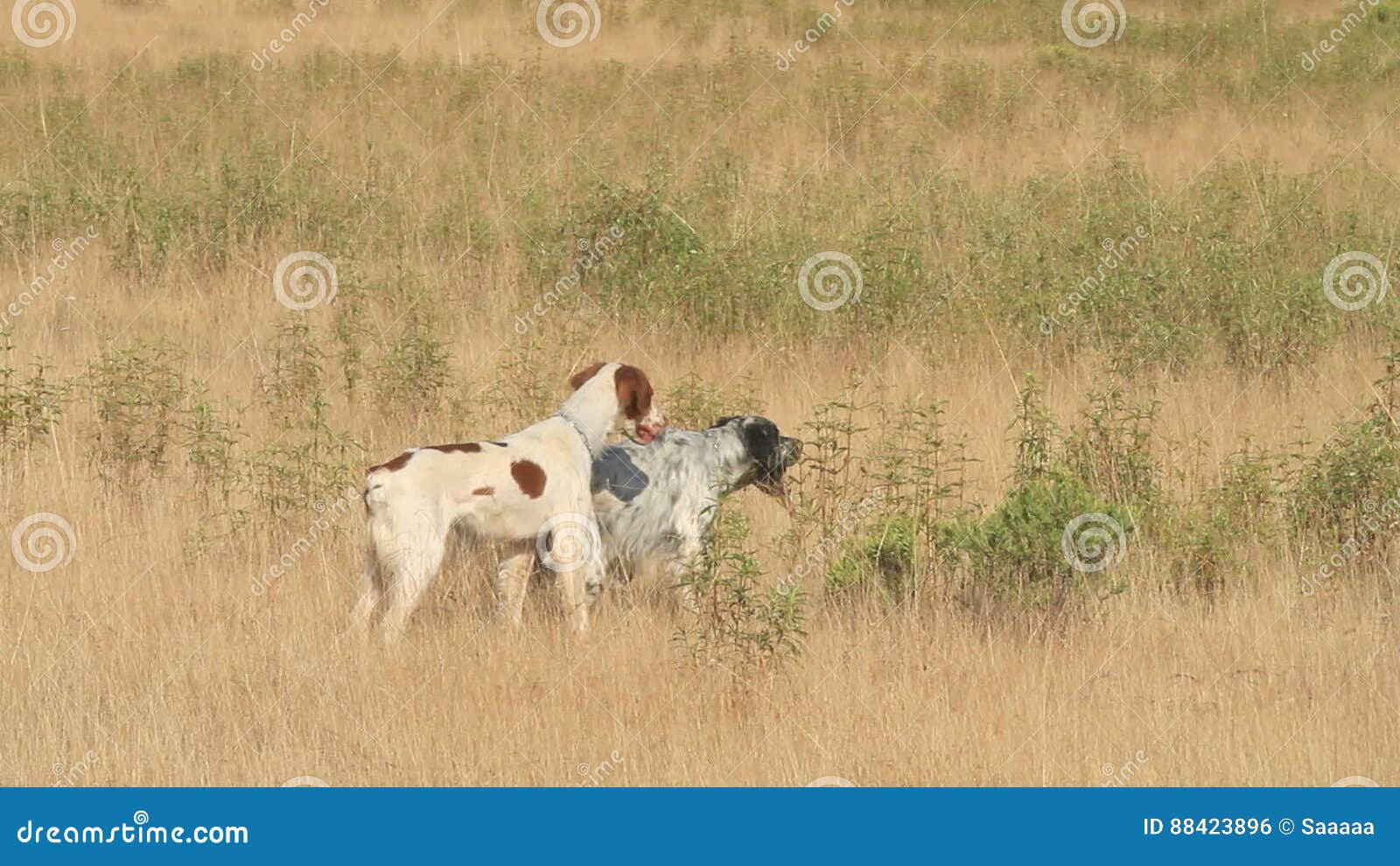 Pointer dogs stock footage. Video of pointing, view, entire - 88423896