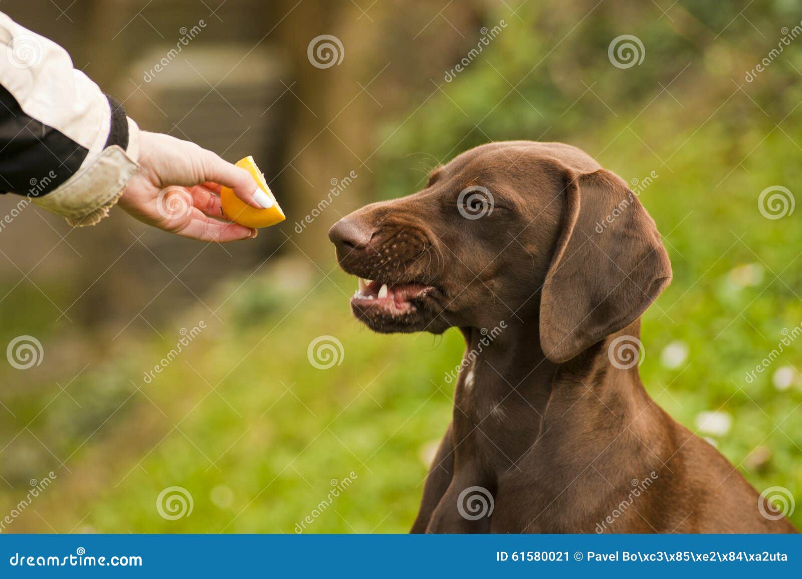 Pointer eating lemon stock image. Image of hand, shorthair - 61580021