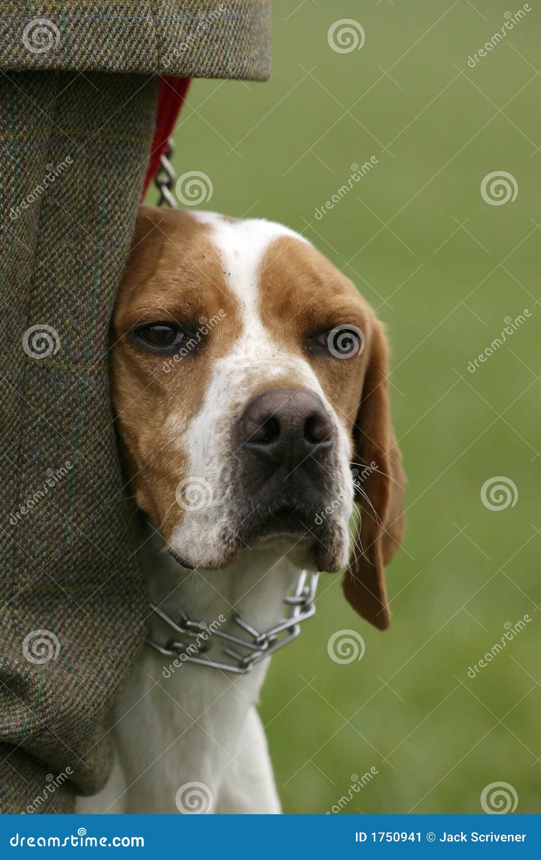 Pointer Gun Dog stock image. Image of collar, field, setter - 1750941