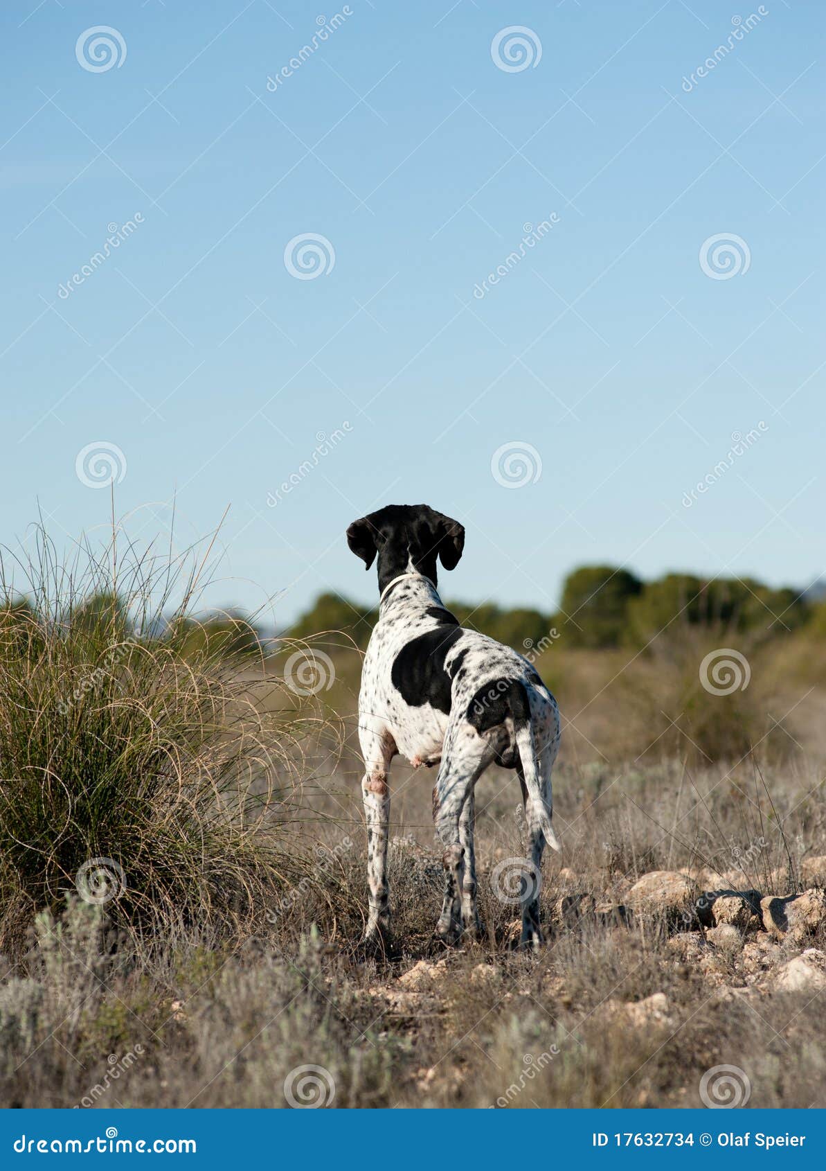 Pointer hunting dog stock photo. Image of shrubs, pointer - 17632734