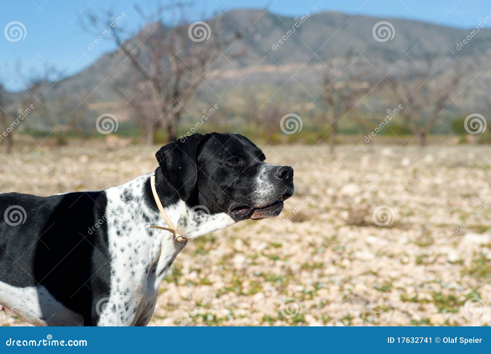 Pointer hunting dog stock image. Image of upland, staring - 17632741