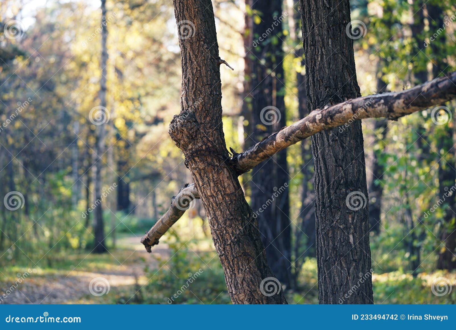 Pointer from a Large Thick Branch Stock Photo - Image of park, green ...