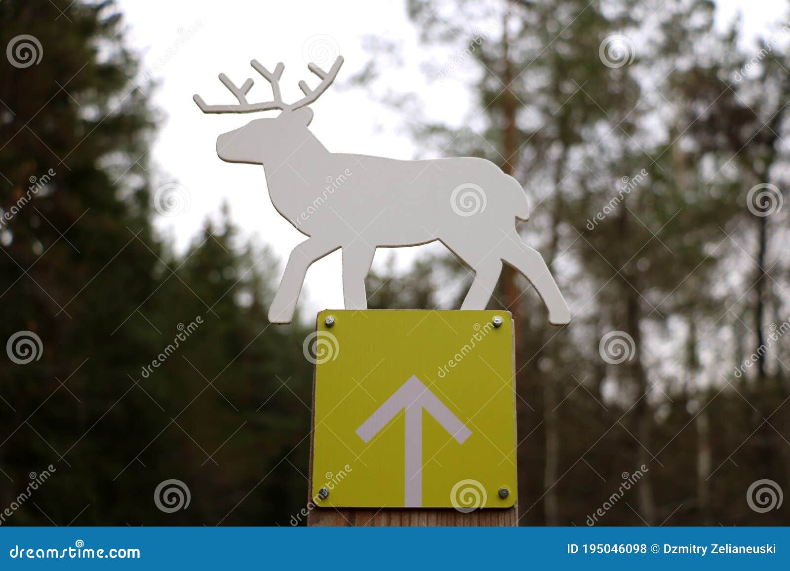 Pointer in the Park To the Deer Ladder Stock Photo - Image of autumn ...