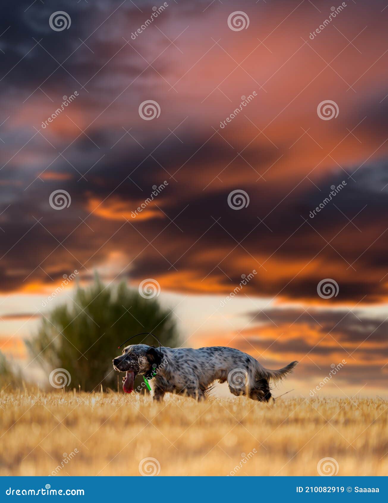 Pointer Pedigree Dog with Tired Expression Over Wheat Field with ...