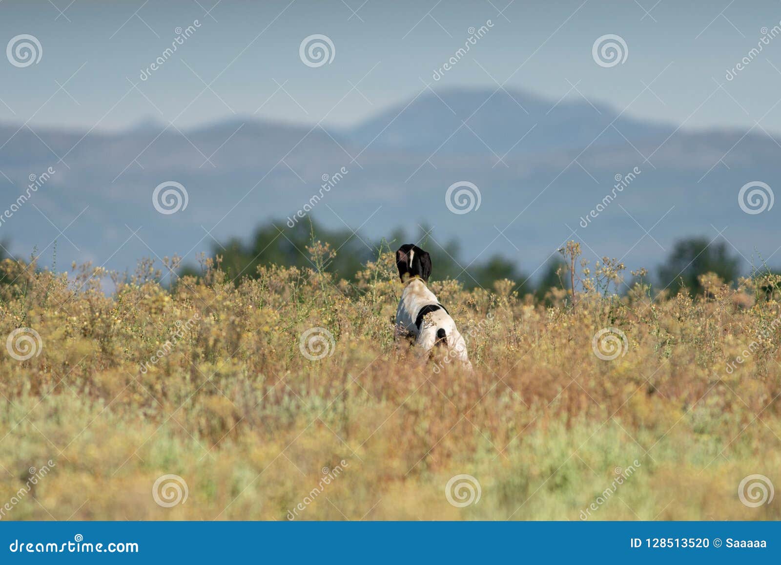 Pointer Pedigree Dog Looking To the Horizon Stock Photo - Image of ...