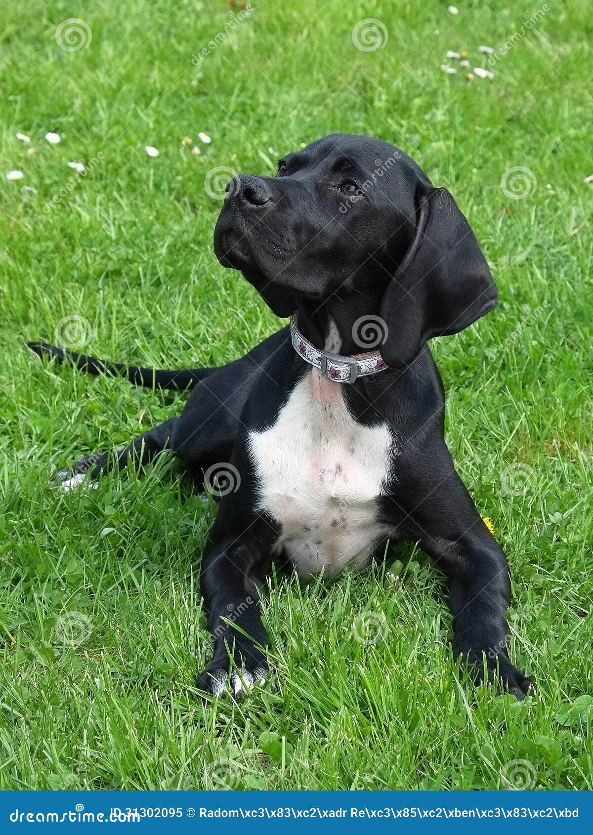 Pointer puppy stock image. Image of lovely, funny, nature - 31302095