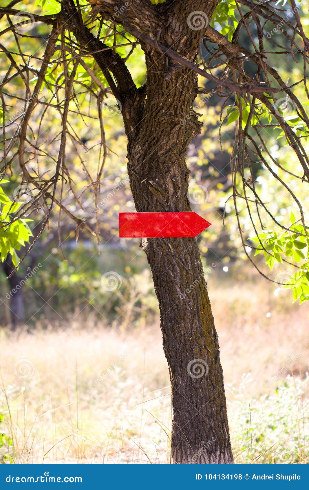 A pointer to a tree stock photo. Image of rural, park - 104134198
