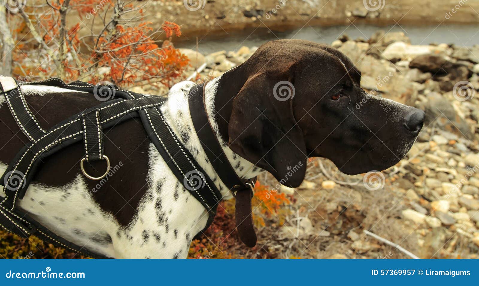 Pointer stock image. Image of doggy, hunt, mountains - 57369957