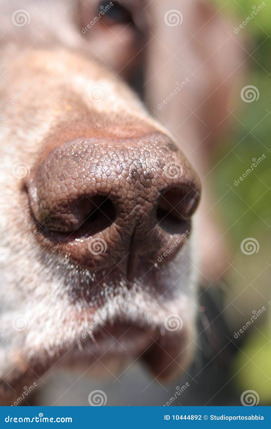 A pointers nose stock photo. Image of pedigreed, dogs - 10444892