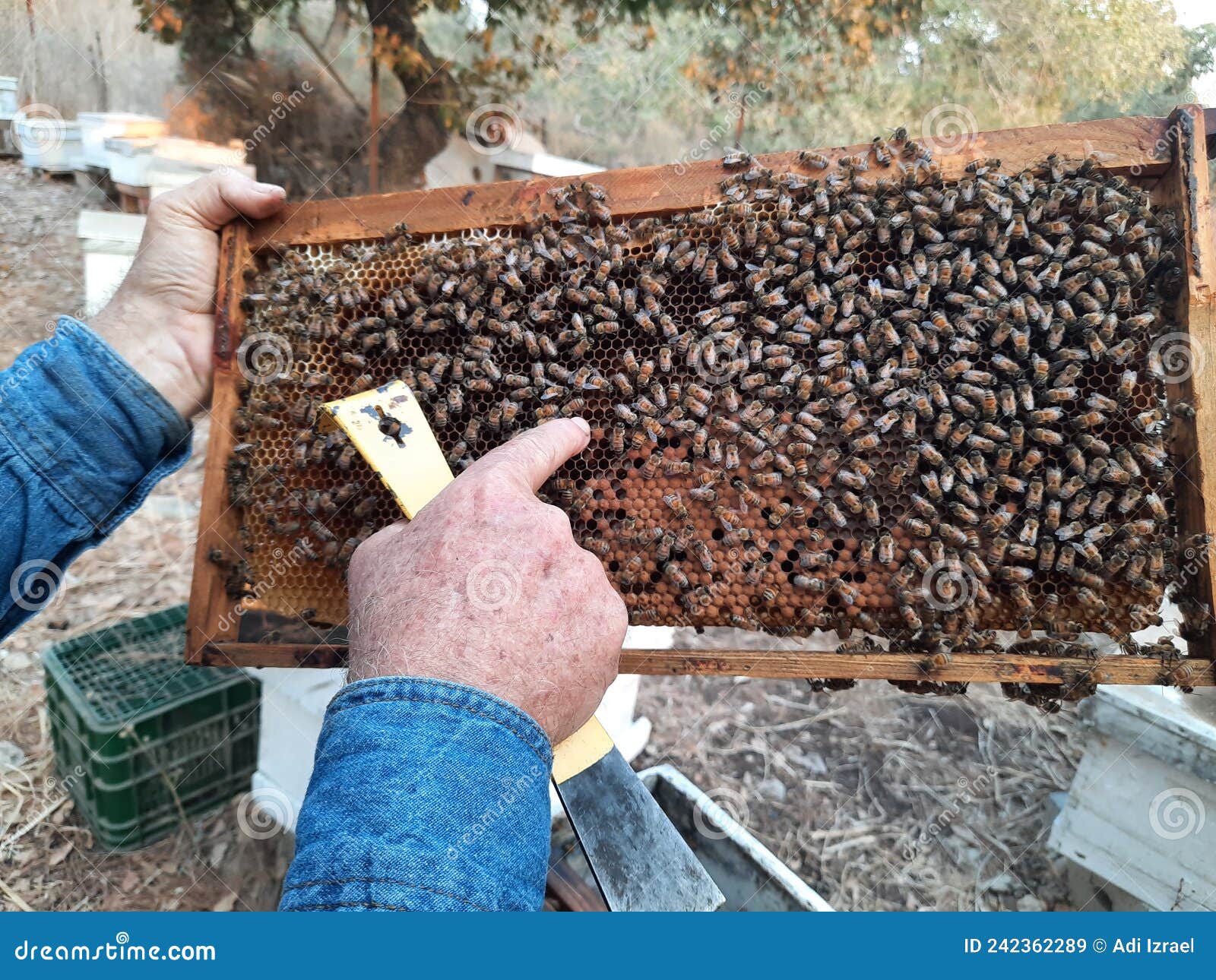 Pointing at Beehive Frame with Bees Stock Image - Image of honeybee ...
