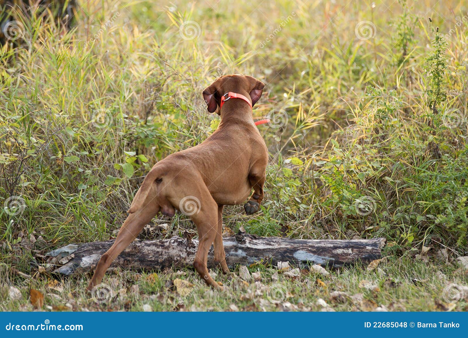 Pointing dog stock photo. Image of canine, vizsla, field - 22685048
