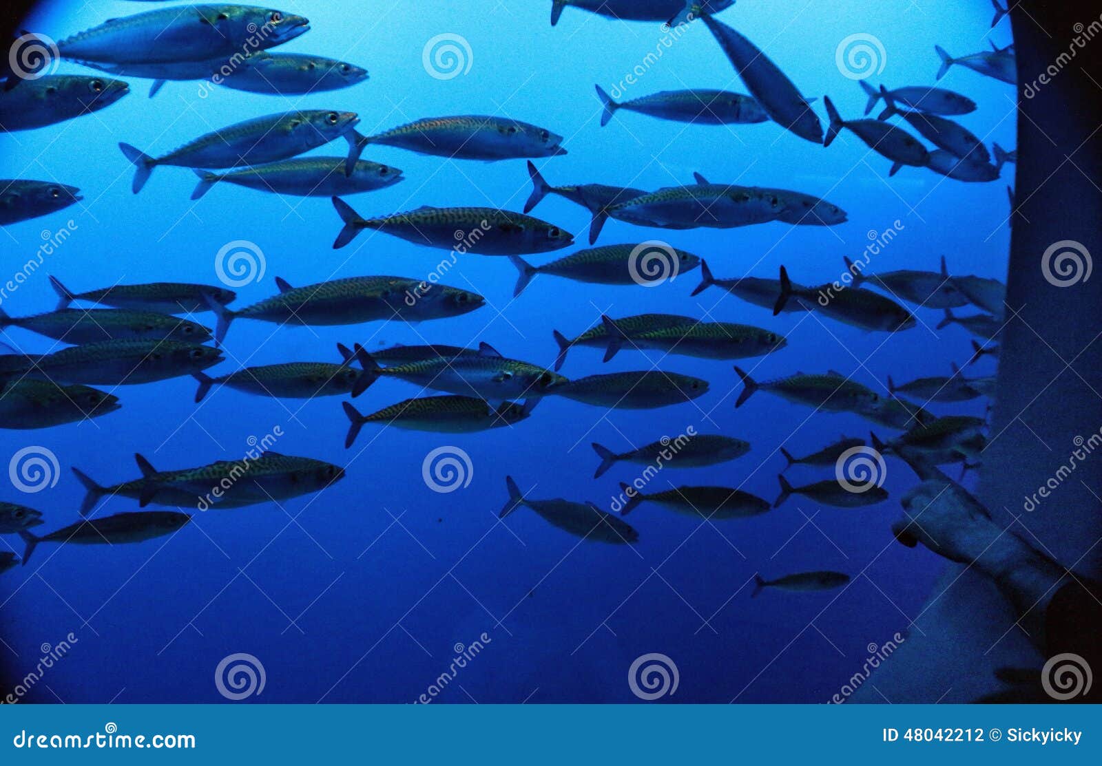 Pointing at fish stock photo. Image of pointing, hand - 48042212