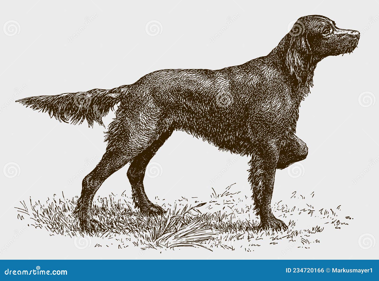 Pointing Irish Setter in Side View Stock Vector - Illustration of ...