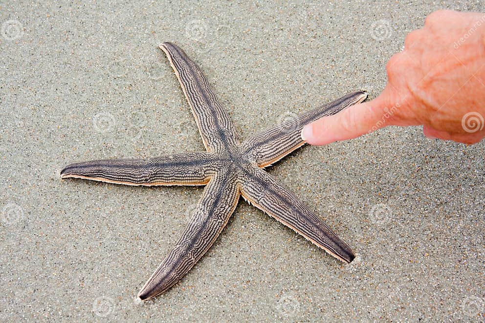 Pointing at a Starfish stock image. Image of wildlife - 20295101