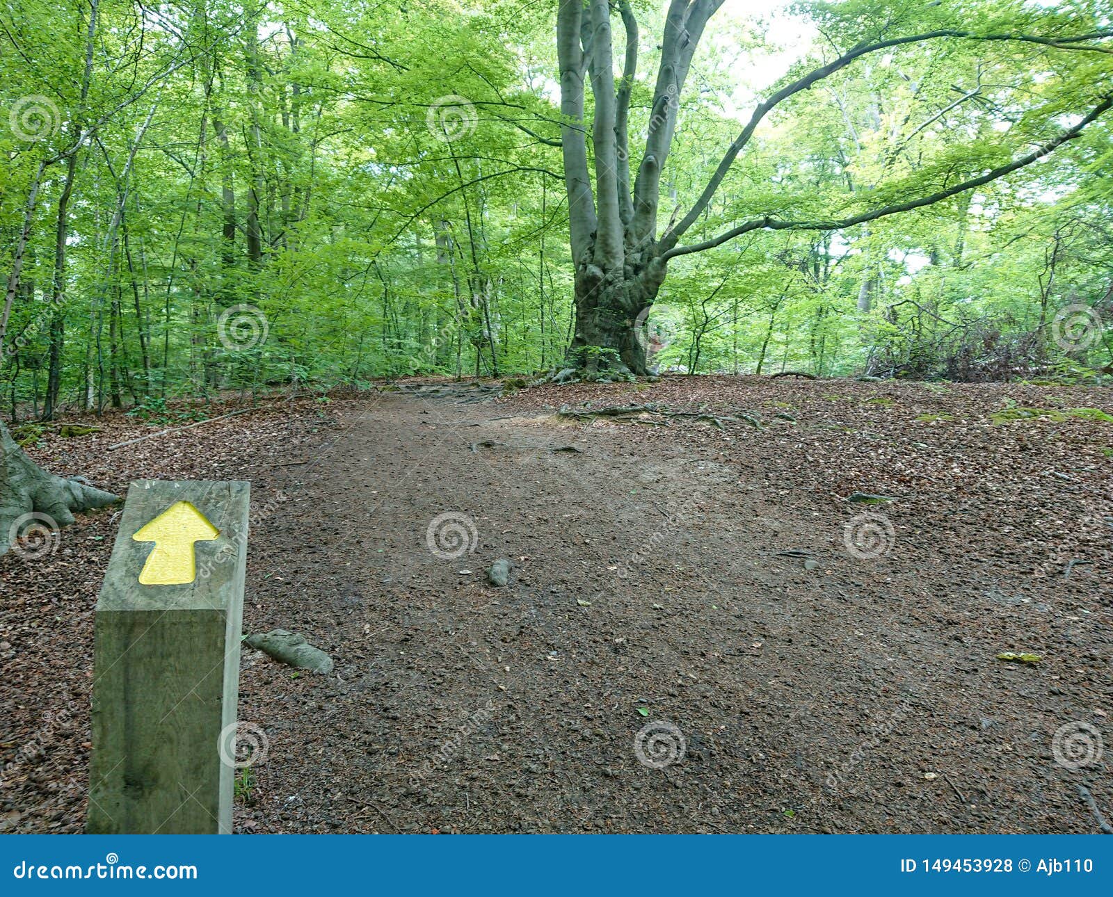 Pointing the way stock photo. Image of guidance, surrounded - 149453928