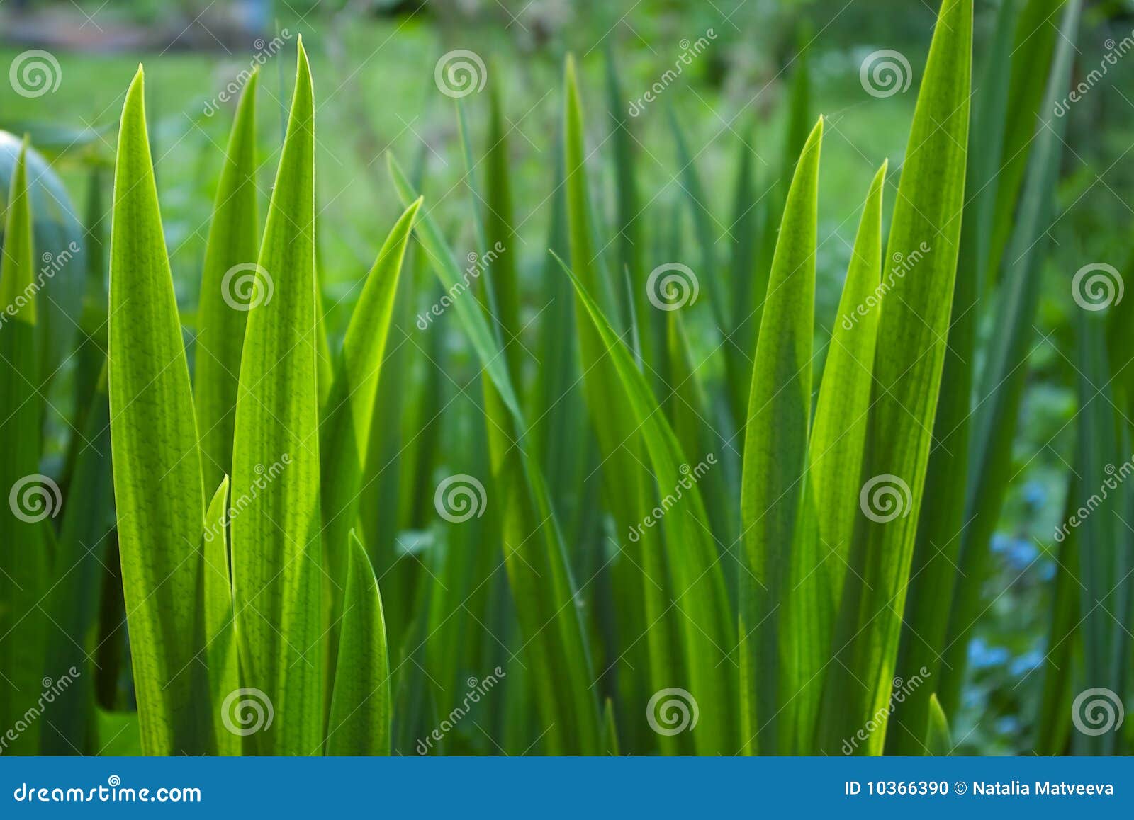 Points of green leaves stock photo. Image of fresh, beauty - 10366390