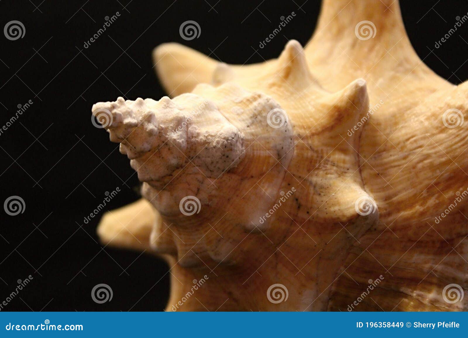 Pointy Shell on a Black Background Stock Image - Image of shell, point ...