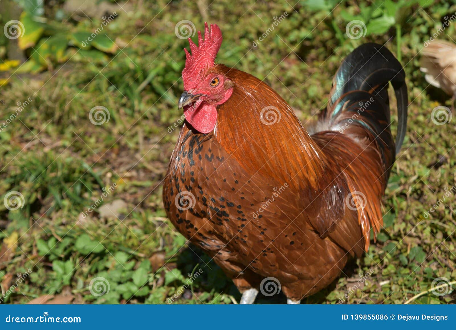 Pointy Beak on a Red Crested Free Range Rooster Stock Photo - Image of ...