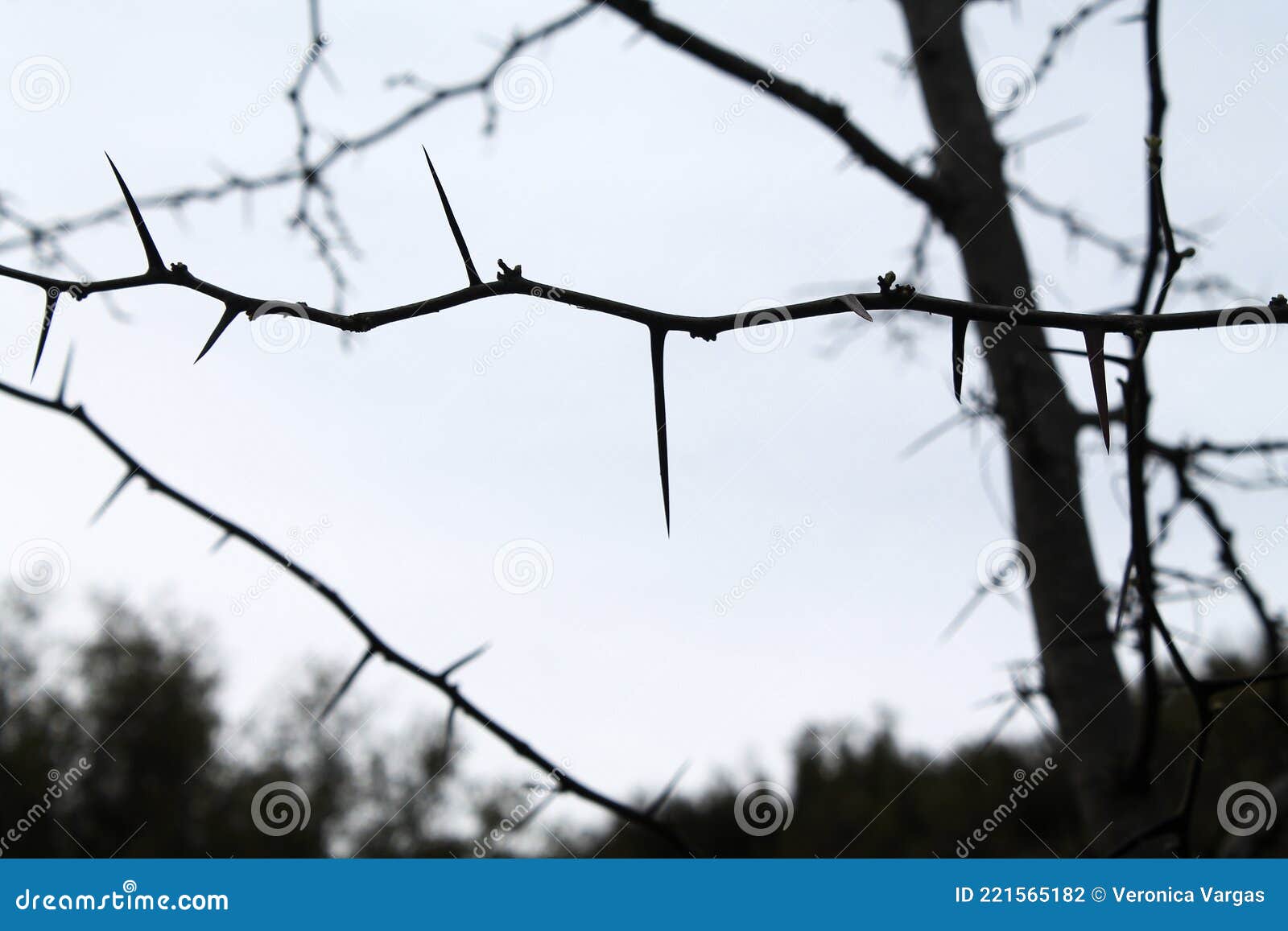 Spiked Branch among the Trees Stock Photo - Image of puncture, sharp ...