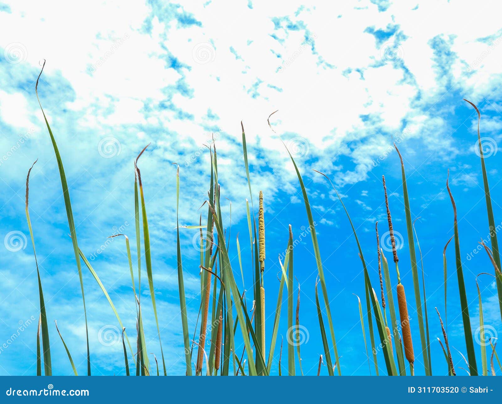 Marsh Grass Texture on Light Cloudy Blue Sky Background Stock Photo ...
