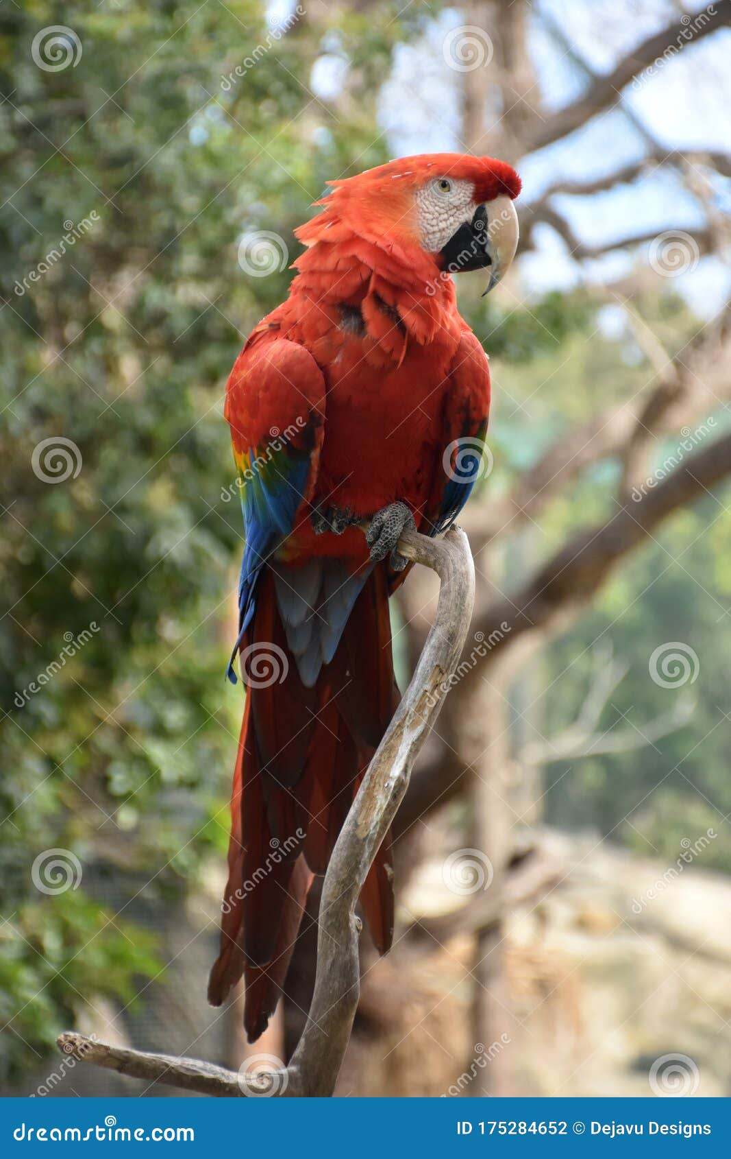 Pointy Sharp Hooked Beak on a Scarlet Macaw Stock Photo - Image of ...
