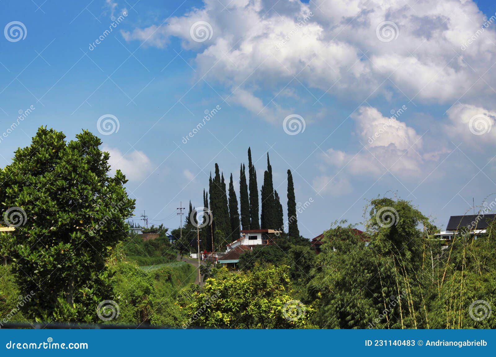 The Pointy Trees stock image. Image of clear, field - 231140483