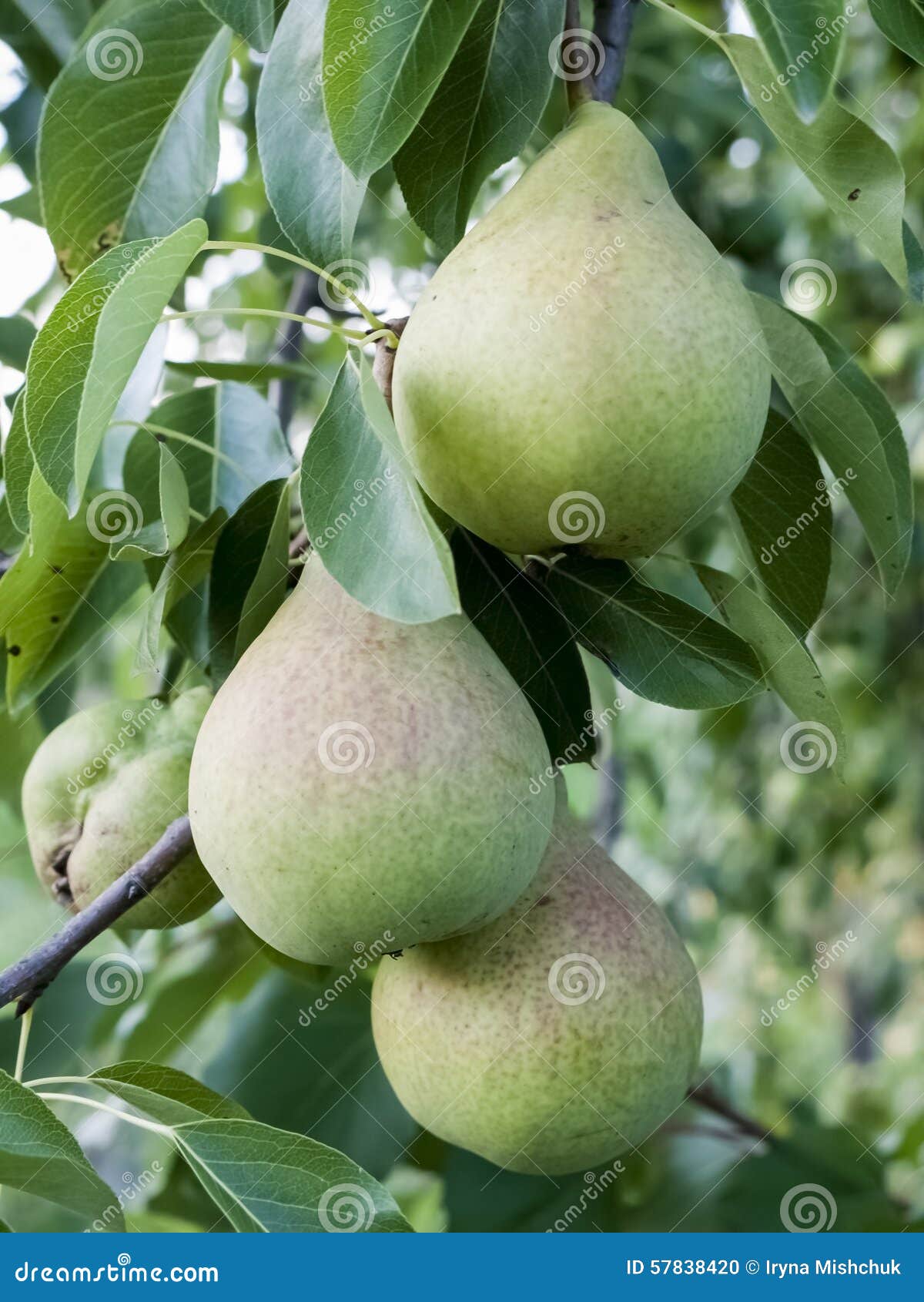 Poire photo stock. Image du délicieux, sain, couleurs - 57838420