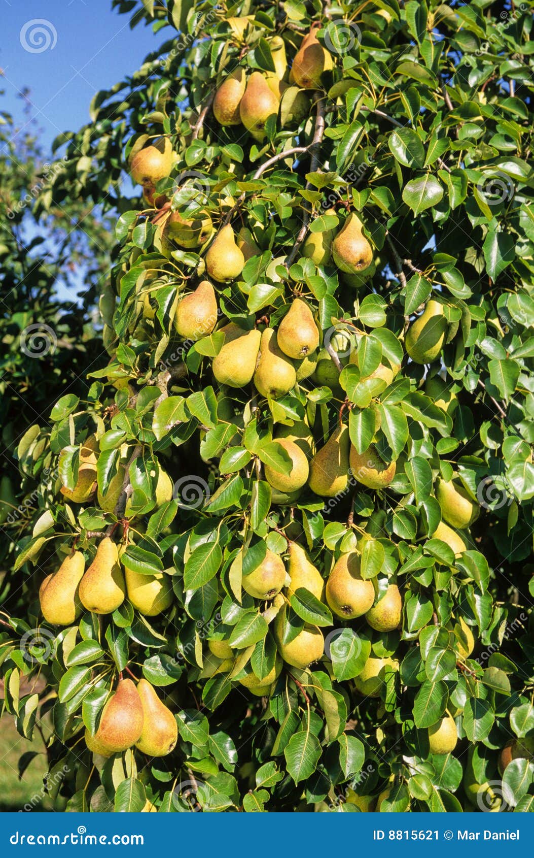 Poire image stock. Image du verger, variété, nature, nourriture - 8815621