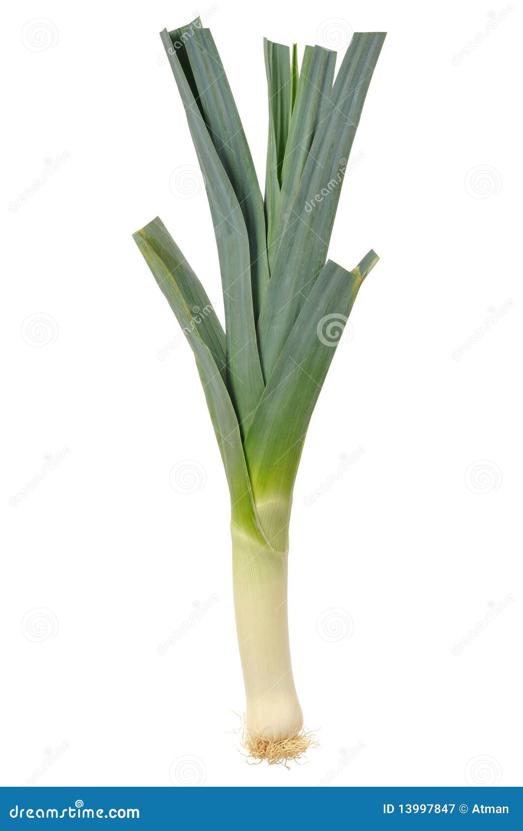 Poireau image stock. Image du régime, nourriture, vert - 13997847