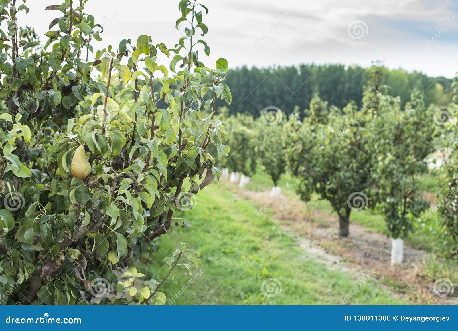 Les poires dans le verger photo stock. Image du mûr - 138011300