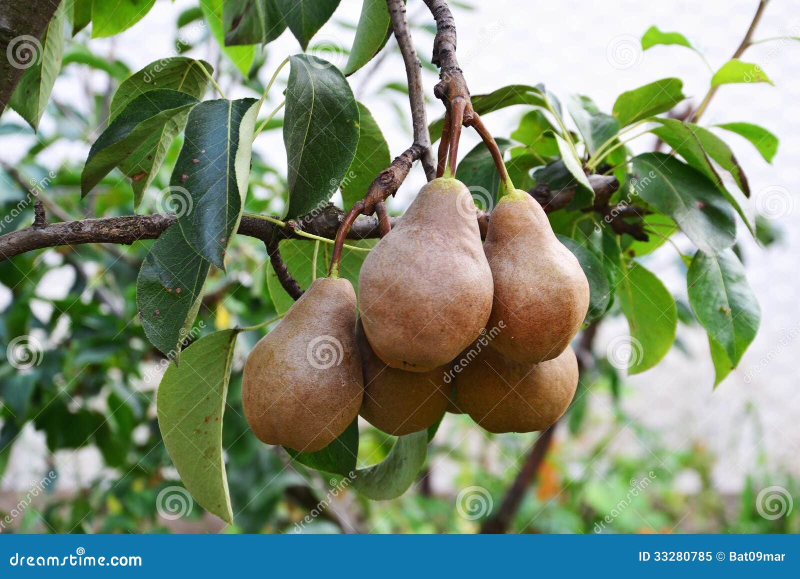 Poires De Bosc Dans L'arbre Image stock - Image du fruits, sain: 33280785