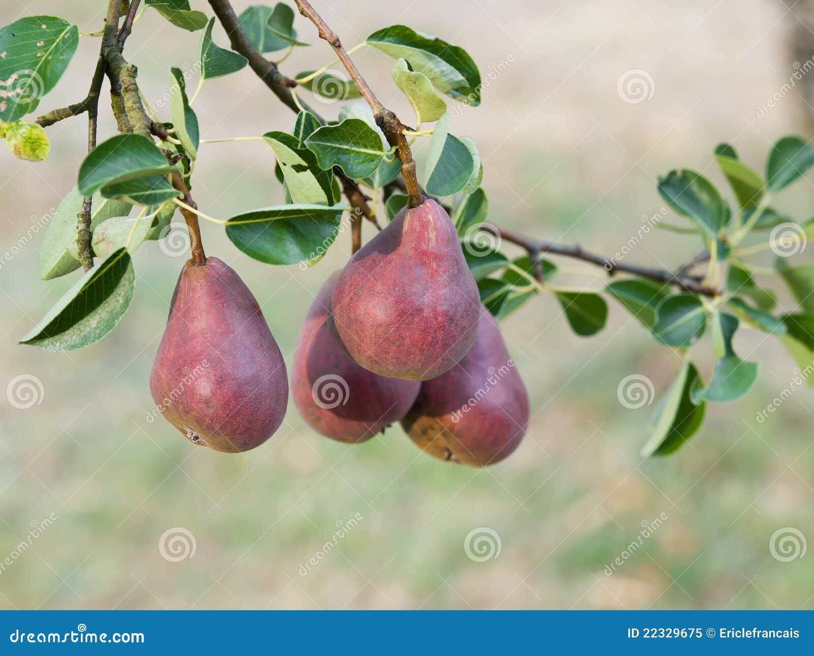 Poires rouges sur un arbre image stock. Image du sain - 22329675