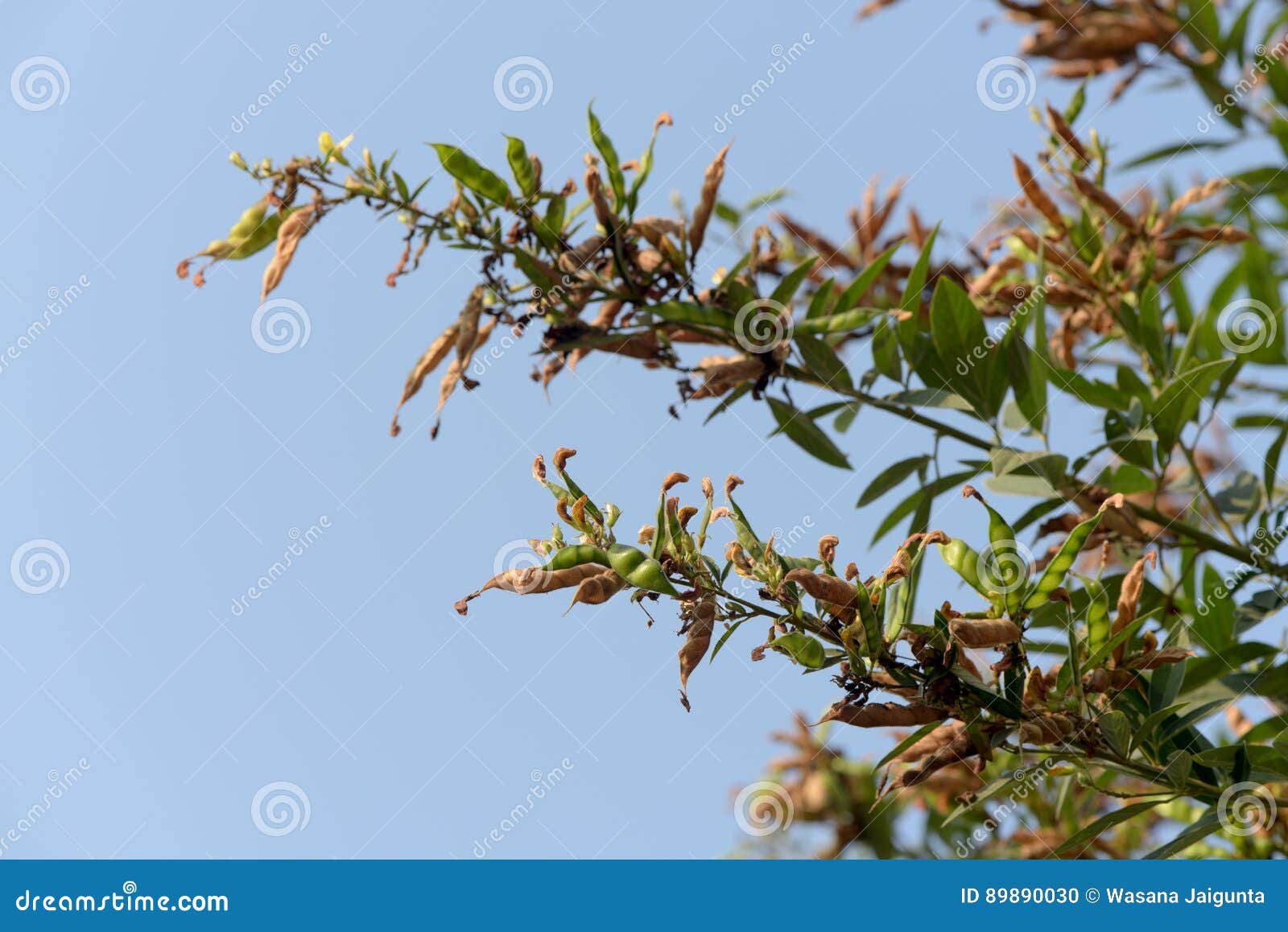 Pois Cajan, Pois Du Congo, Arbre Photo stock - Image du jardin, pois ...
