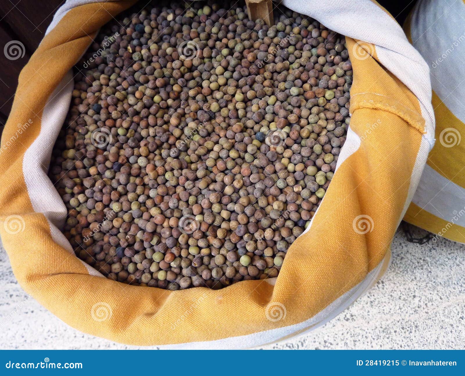 Pois fourragers gris image stock. Image du généralement - 28419215